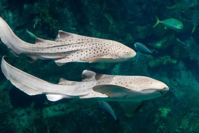 Zebra Shark