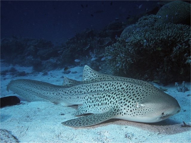 Zebra Shark
