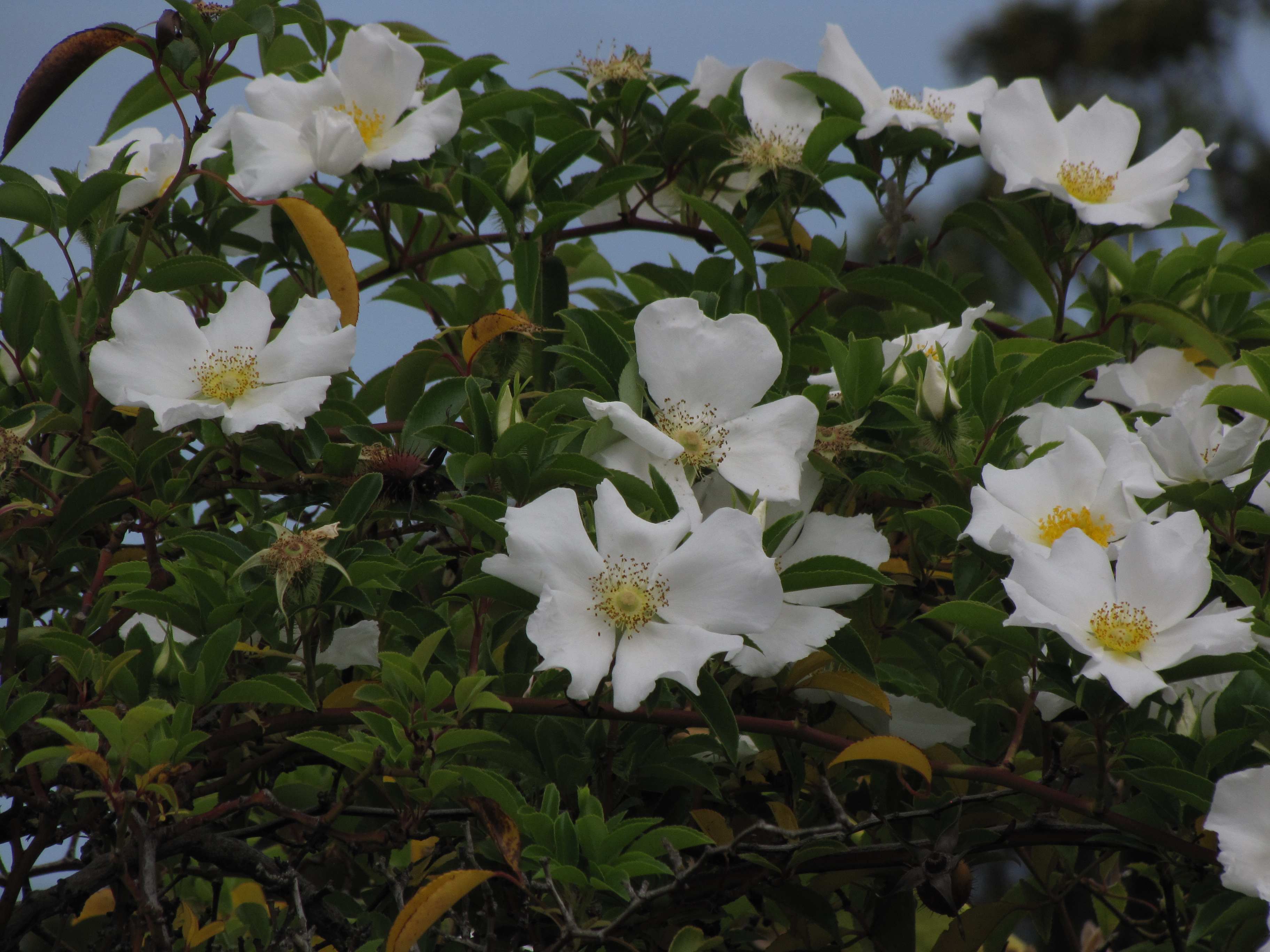 The legend of the Cherokee rose