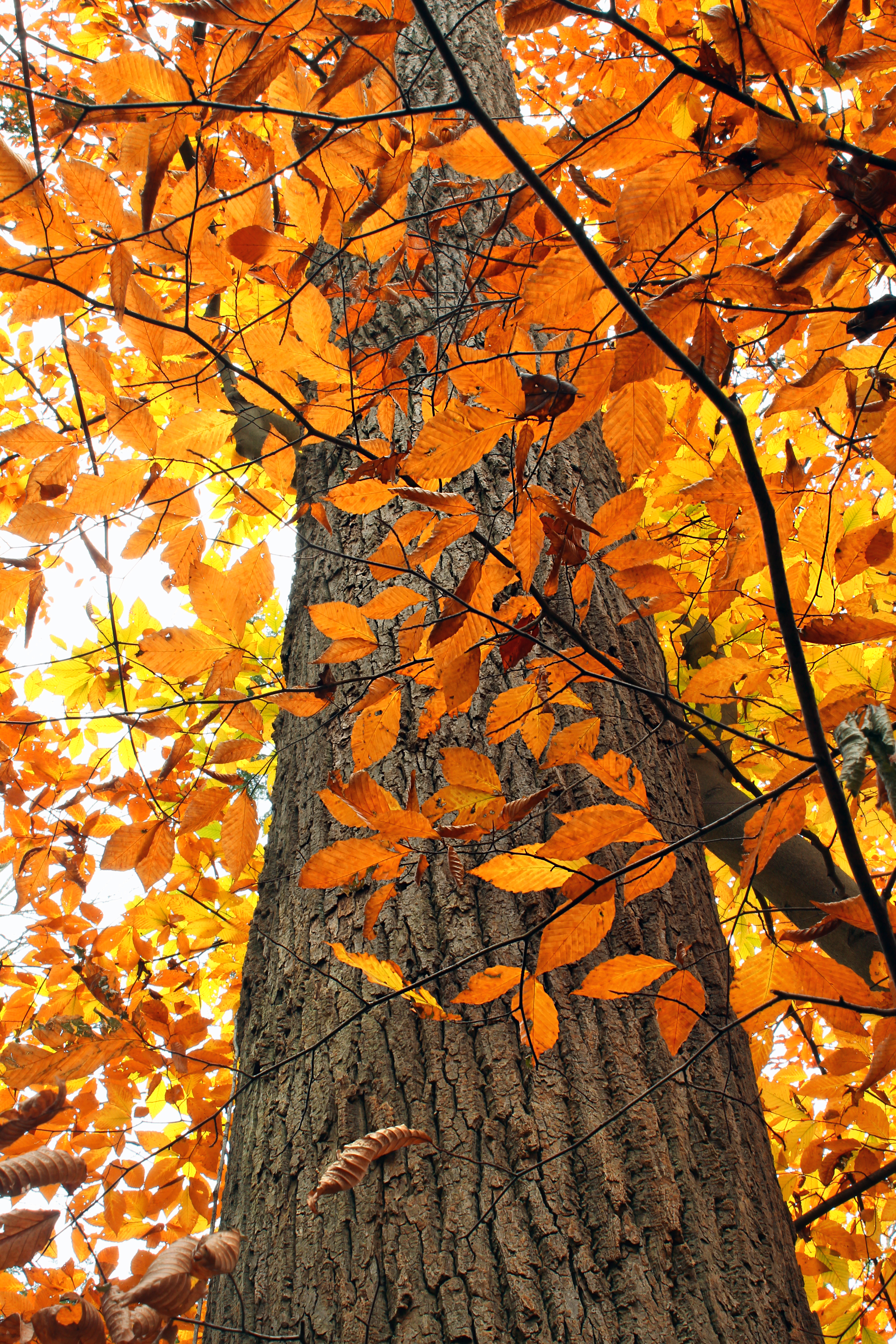 Temperate Deciduous Forest in Japan