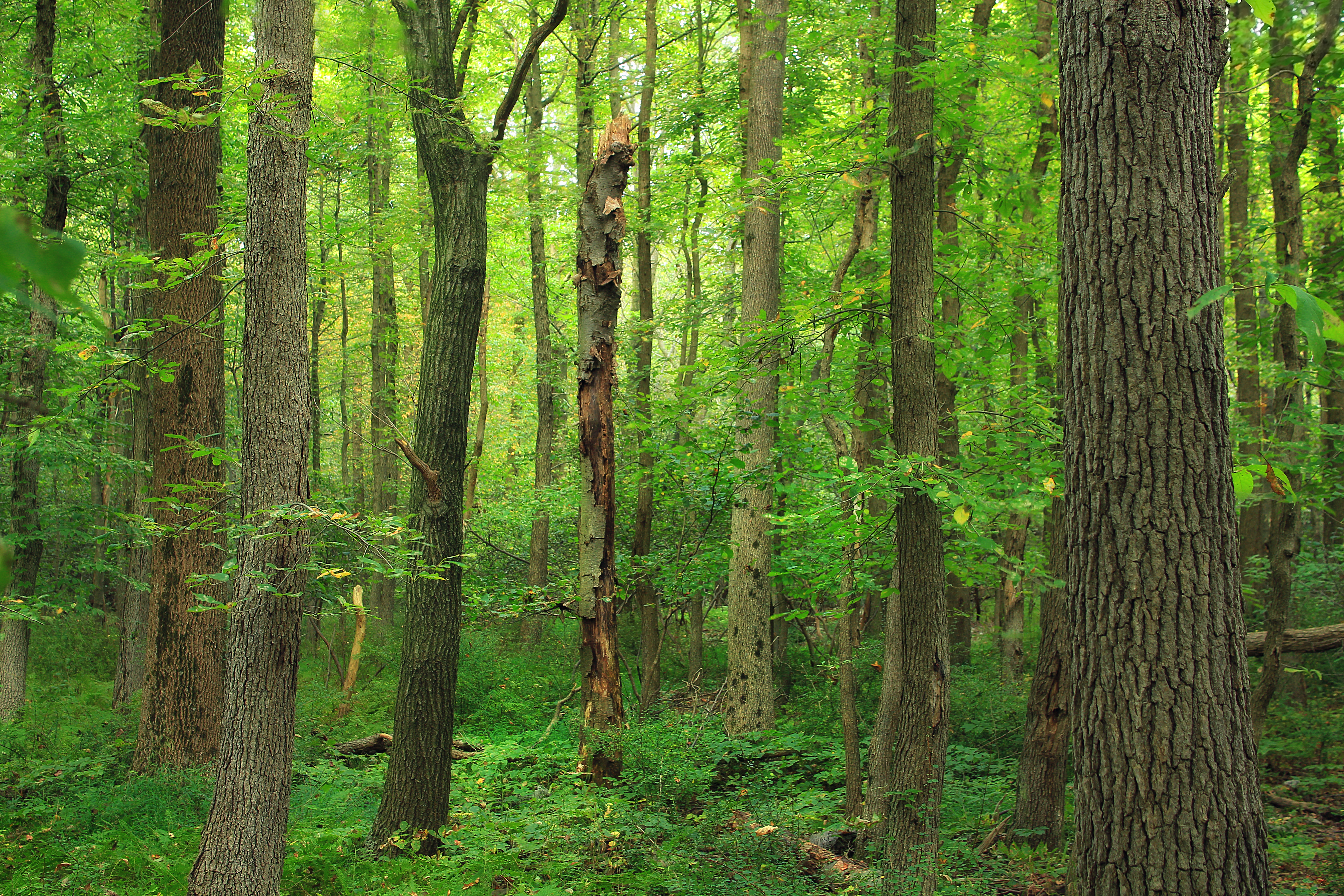 Temperate Deciduous Forest in Japan