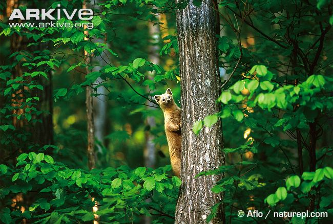 Temperate Deciduous Forest in Japan