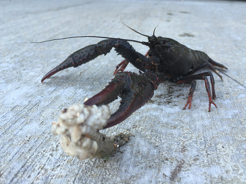 Crayfish
