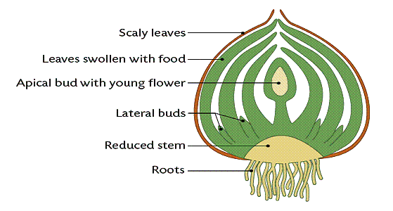 Vegetataive Propagation
