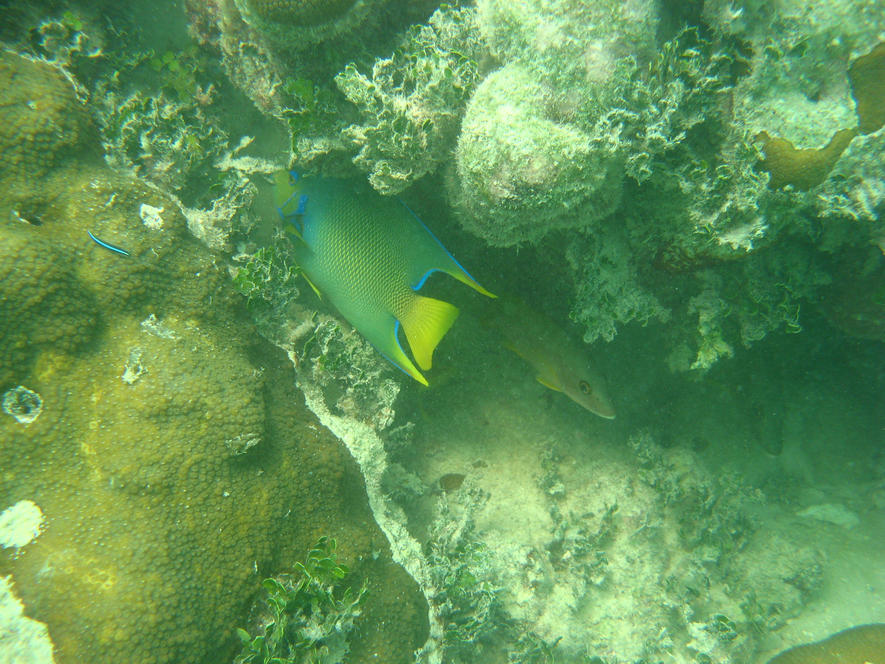 Clean Freaks: Neon Gobies Facilitate Reef Herbivore Diversity