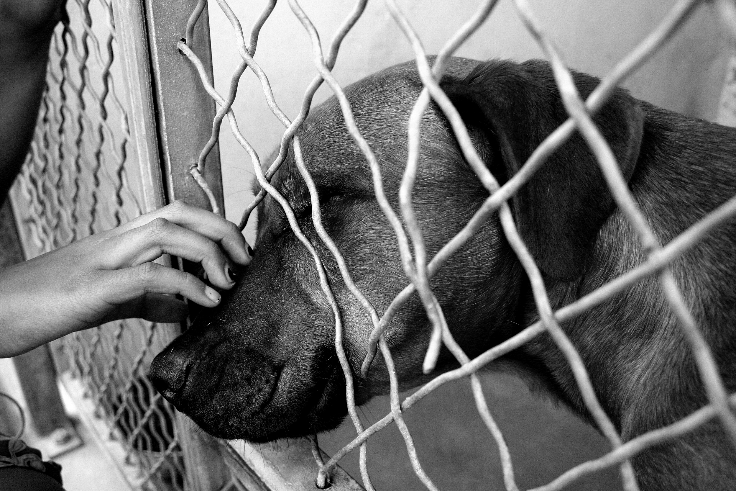 Euthanasia in Dog Shelters