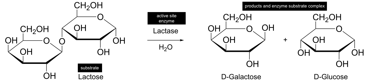 lactase enzyme lab report