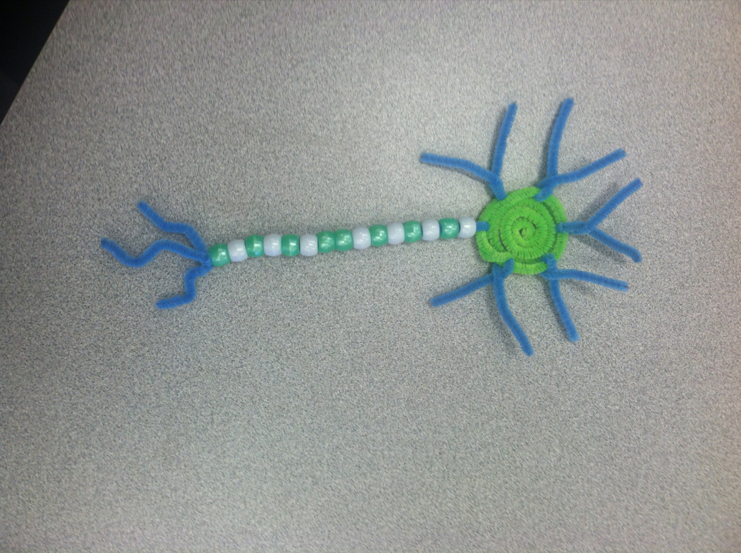 Show, Interact, and Create with the Neurons of the Nervous System