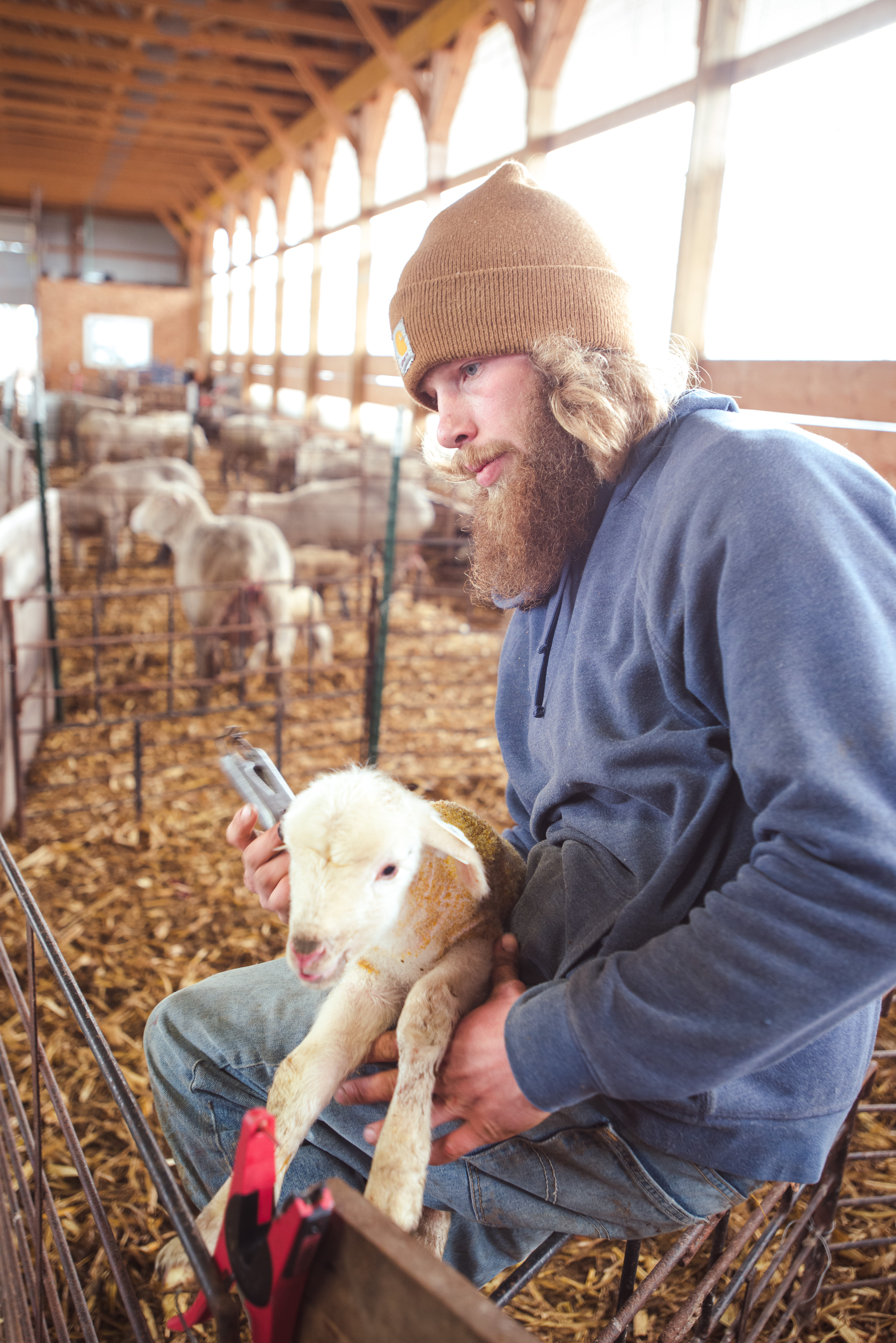 The new shepherds on the block