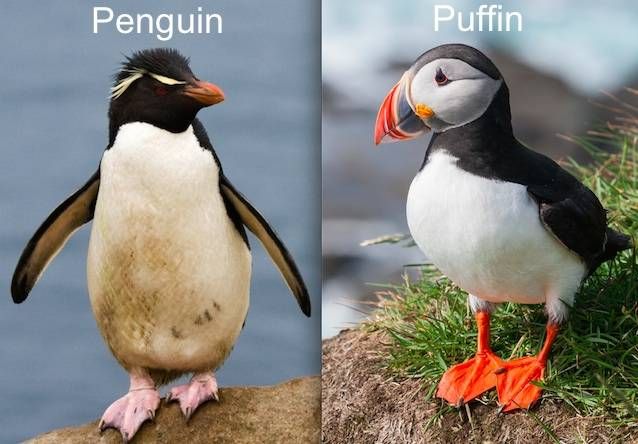 Puffins