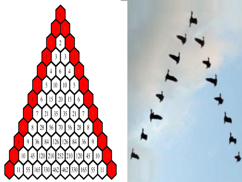 identifying birds by flight pattern