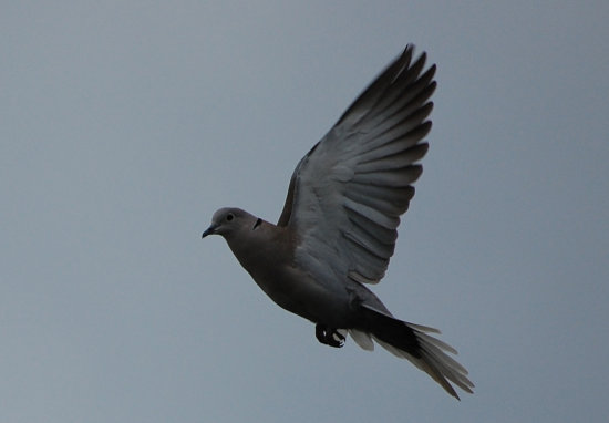 Flight Patterns in Birds