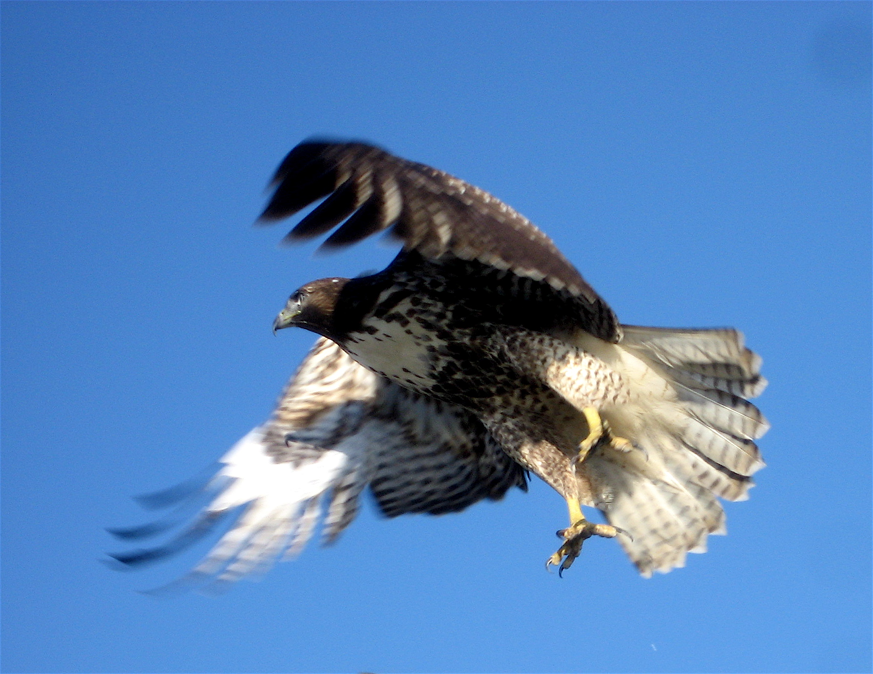 weird bird flying patterns