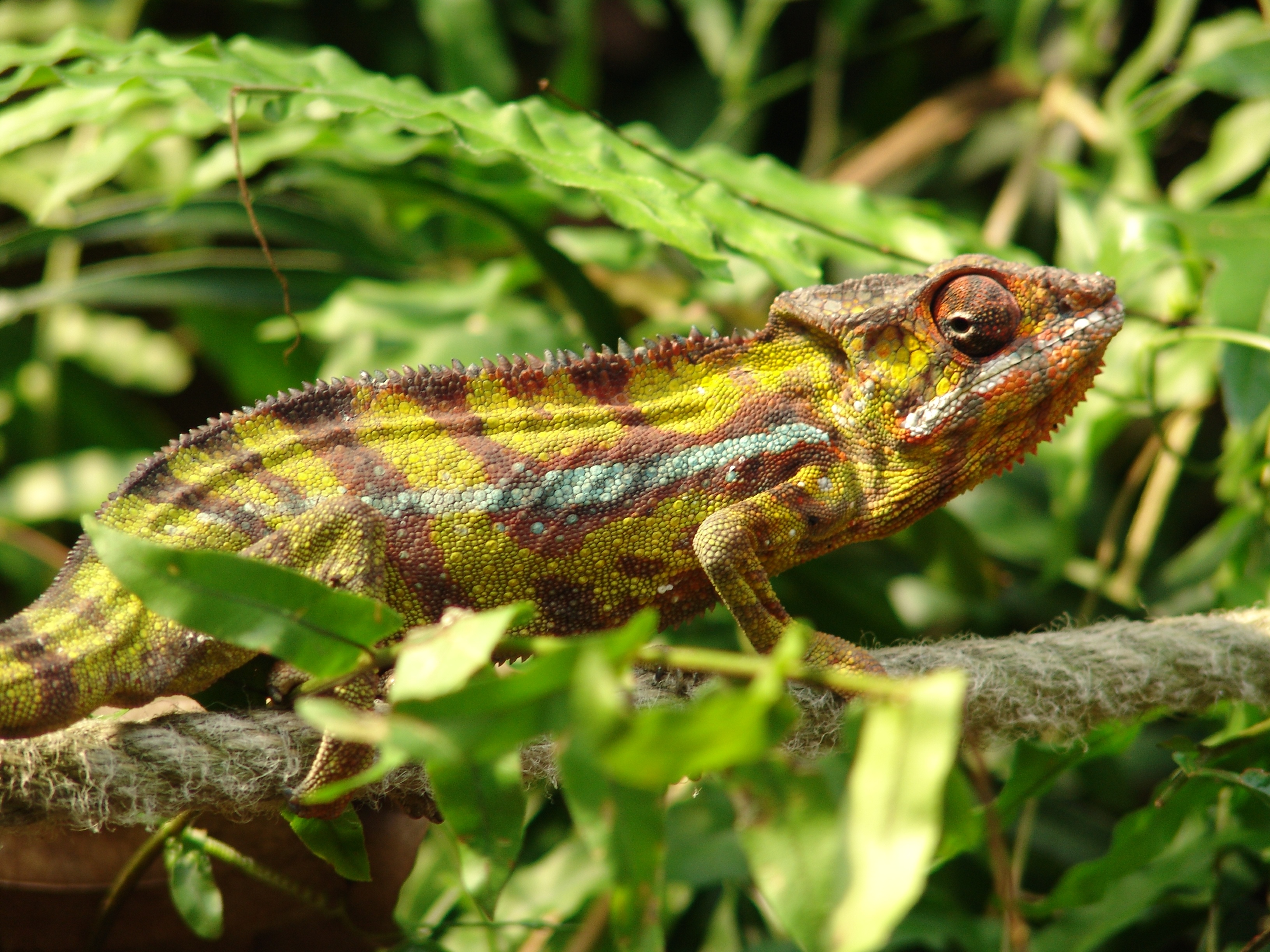 Lesser Chameleons