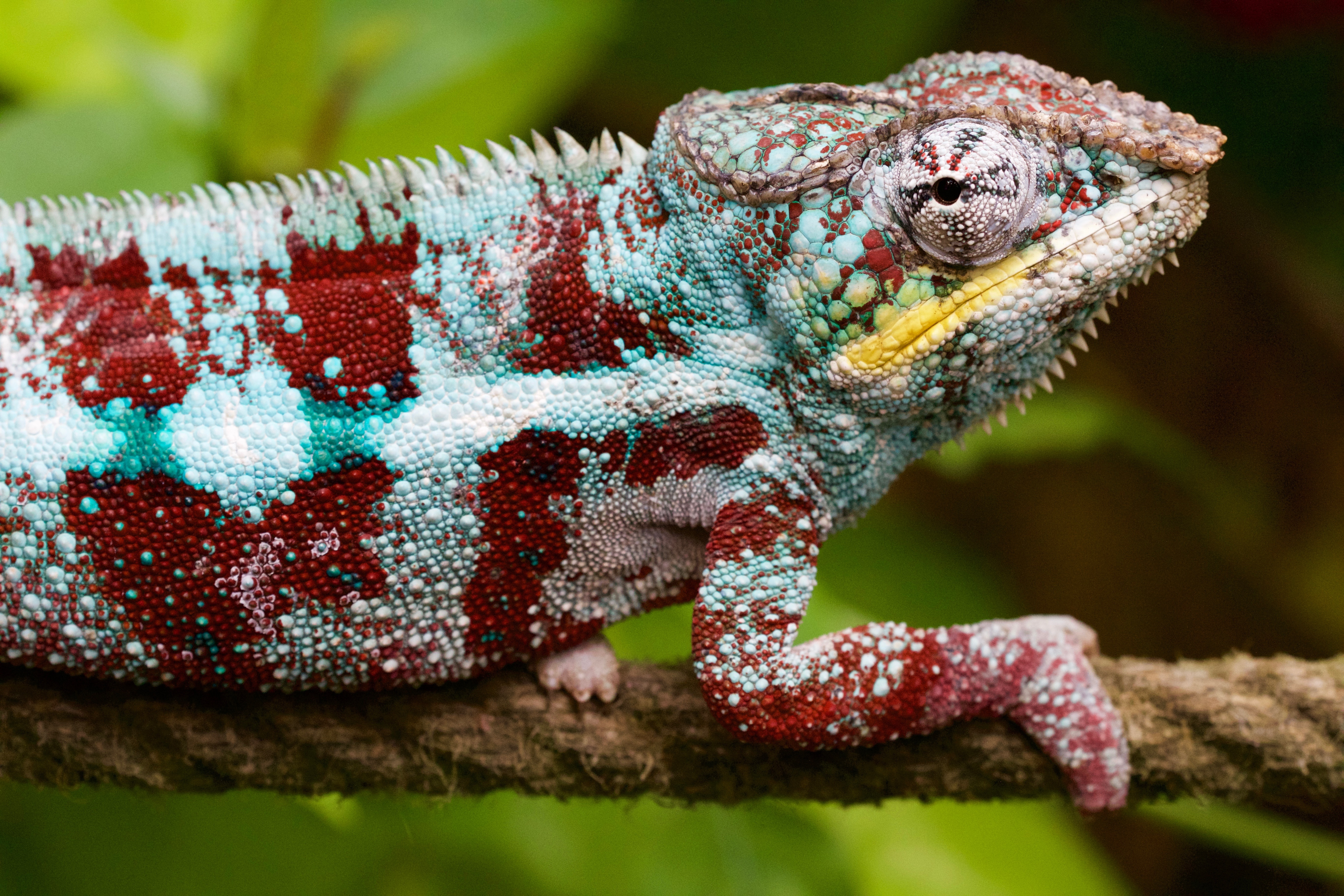 Lesser Chameleons