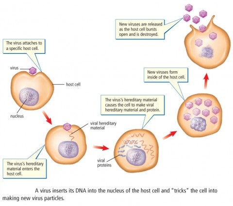 chickenpox virus cell