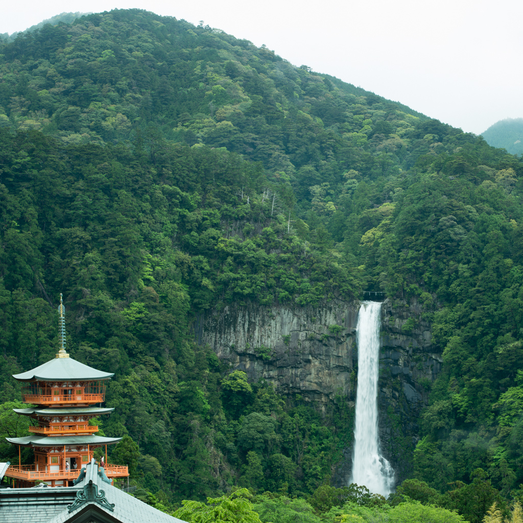 Temperate Rainforest