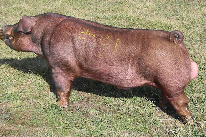 Duroc Hogs