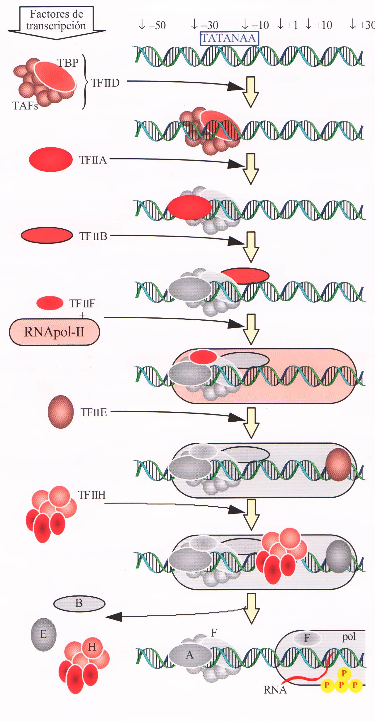 Regulación de la transcripción eucariota