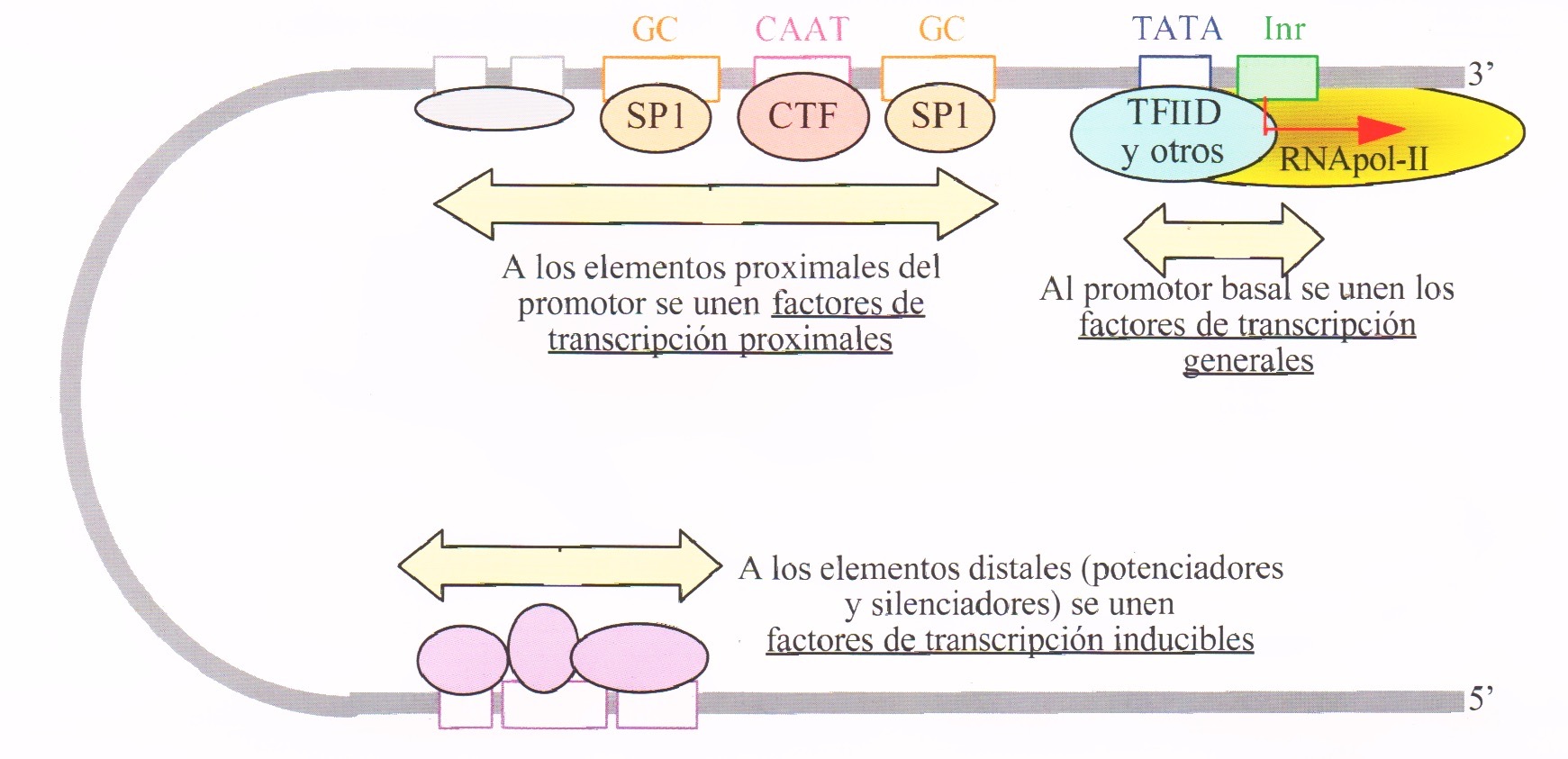 Regulación de la transcripción eucariota