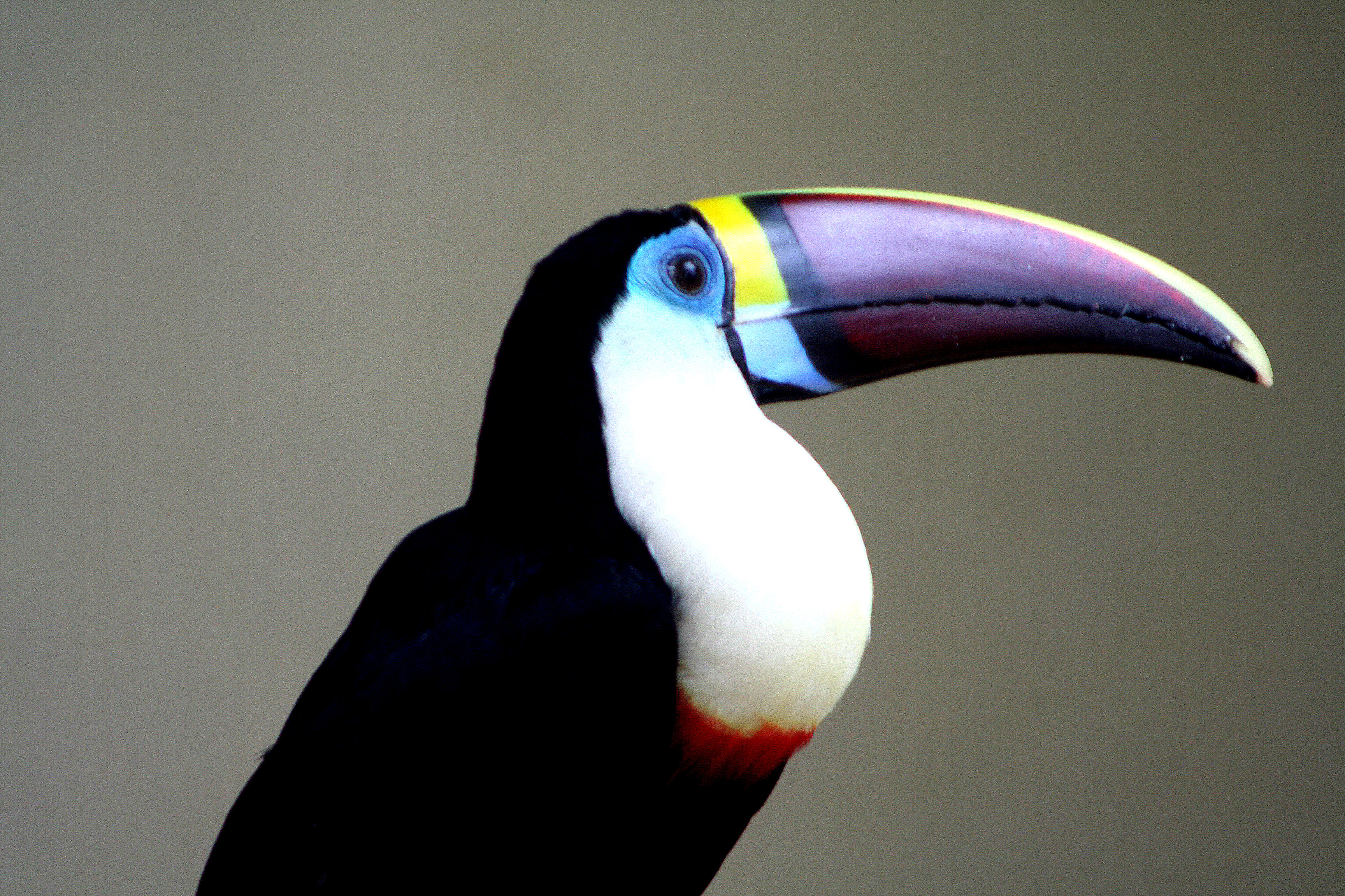 all about toucans