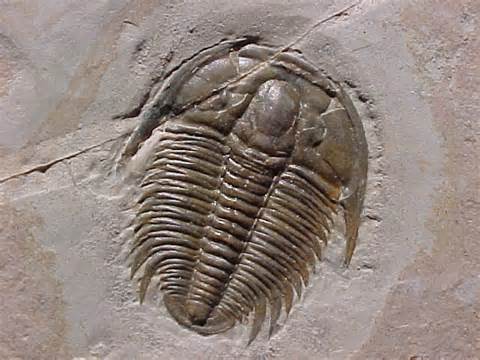 the Cambrian period