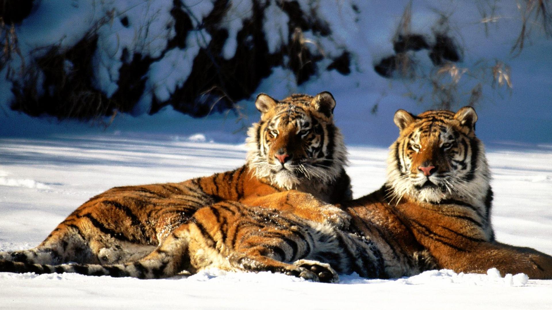 The Siberian Taiga