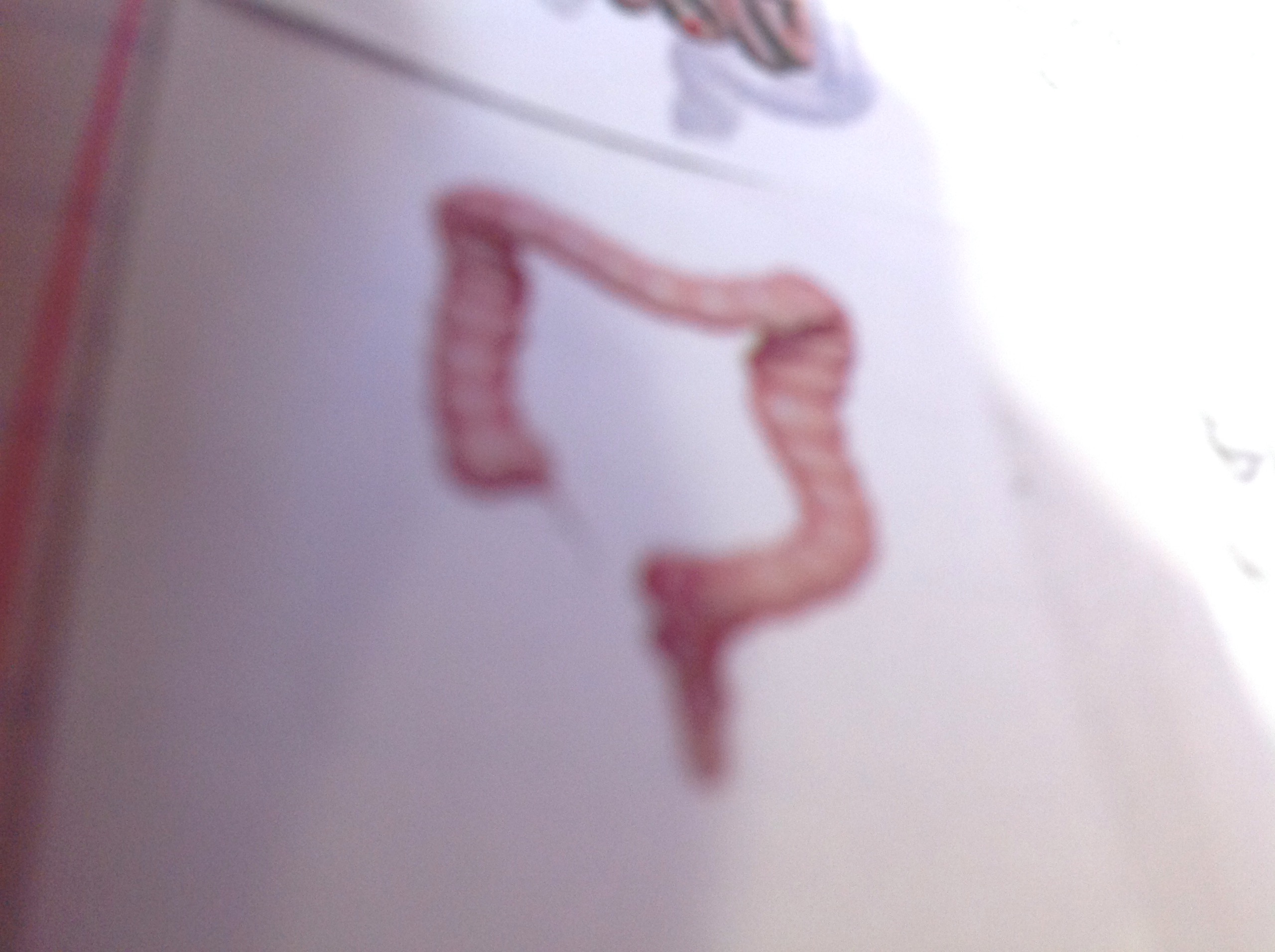 The digestive system