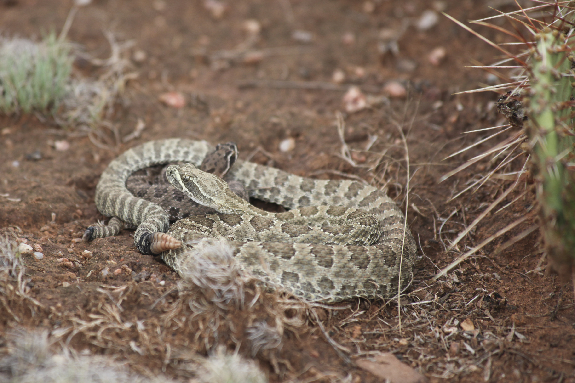 Rattlesnake