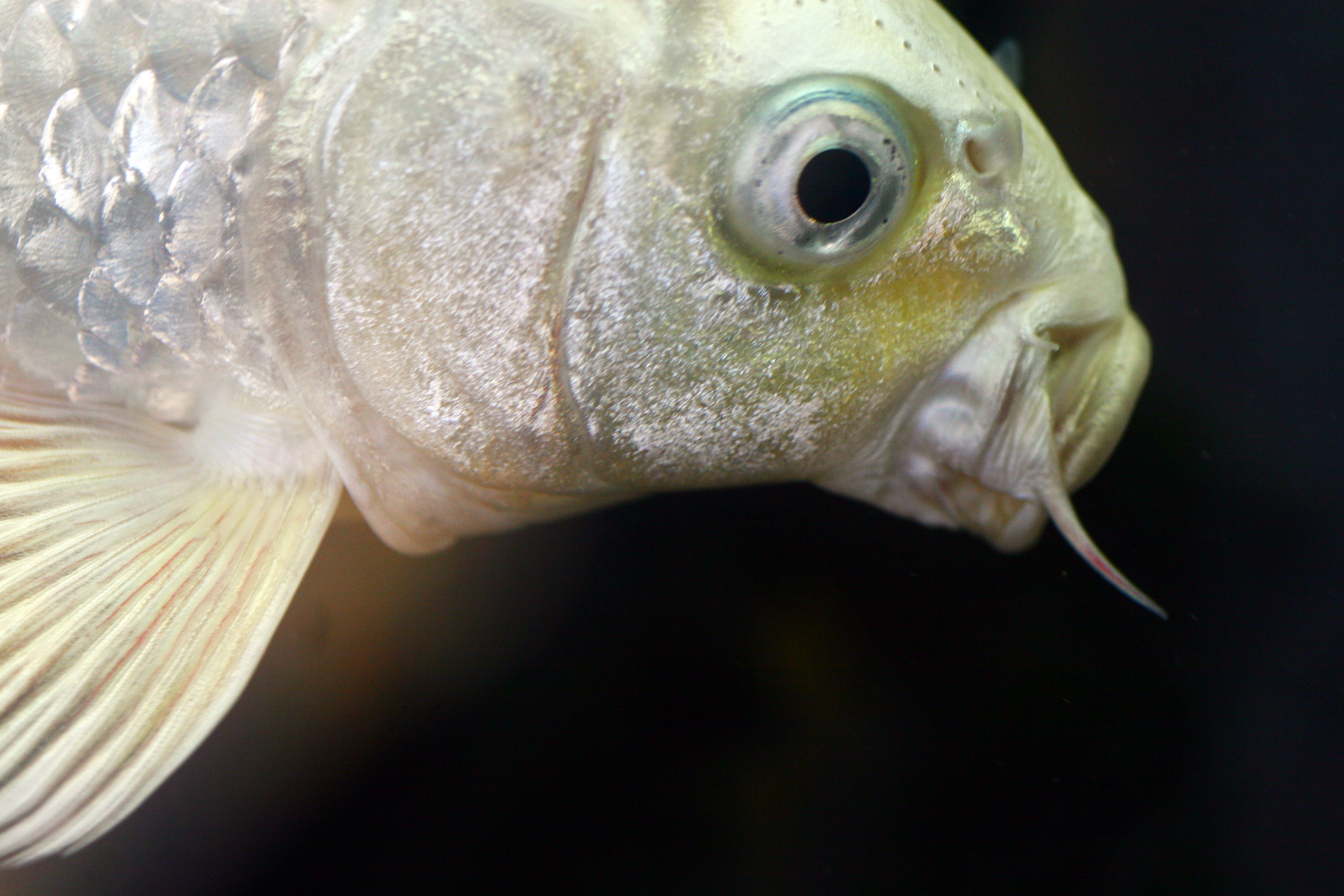 The Smol Fich That Could