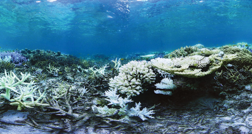 Human impact on coral reefs