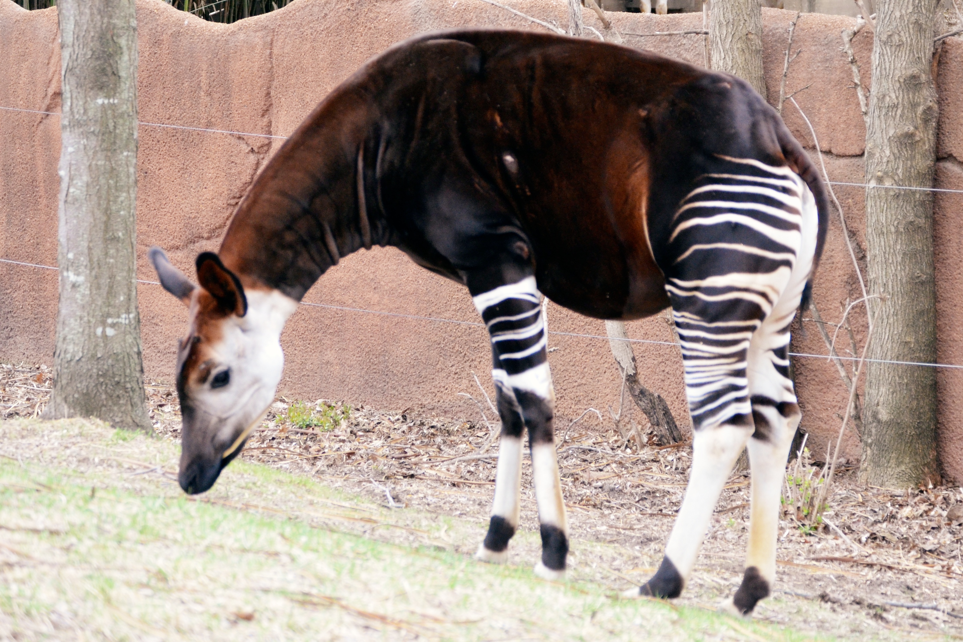 How to Draw an Okapi