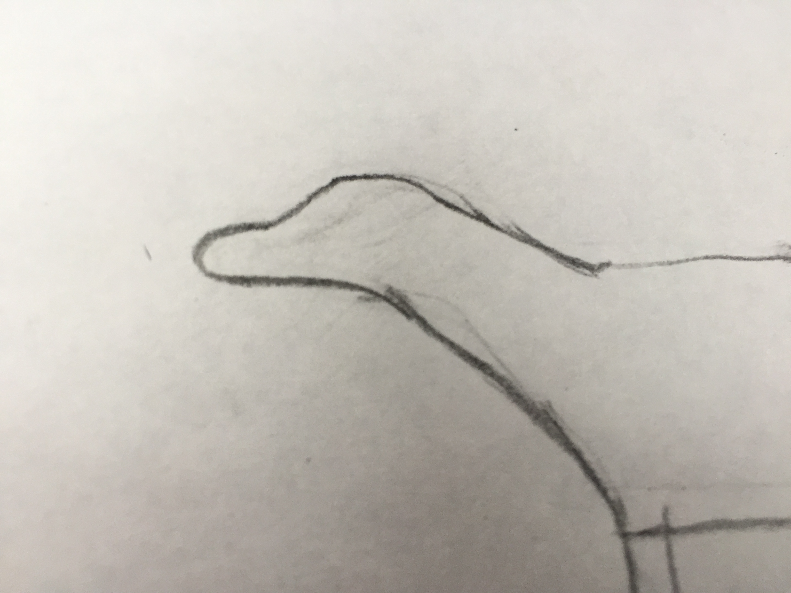 How to Draw an Okapi