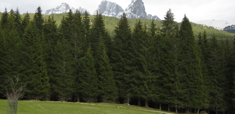 CLASSIFICAZIONE DELLE PIANTE