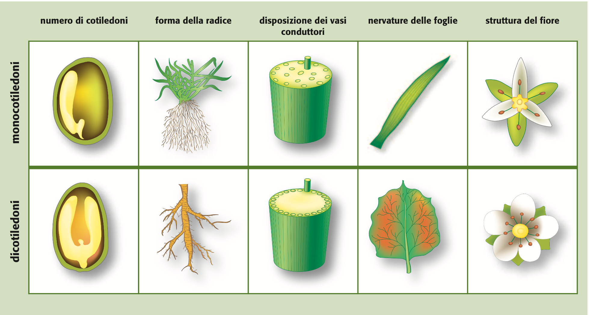 CLASSIFICAZIONE DELLE PIANTE