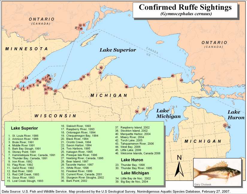 Eurasian Ruffe - An Aquatic Invasive Species Threatening The Great Lakes