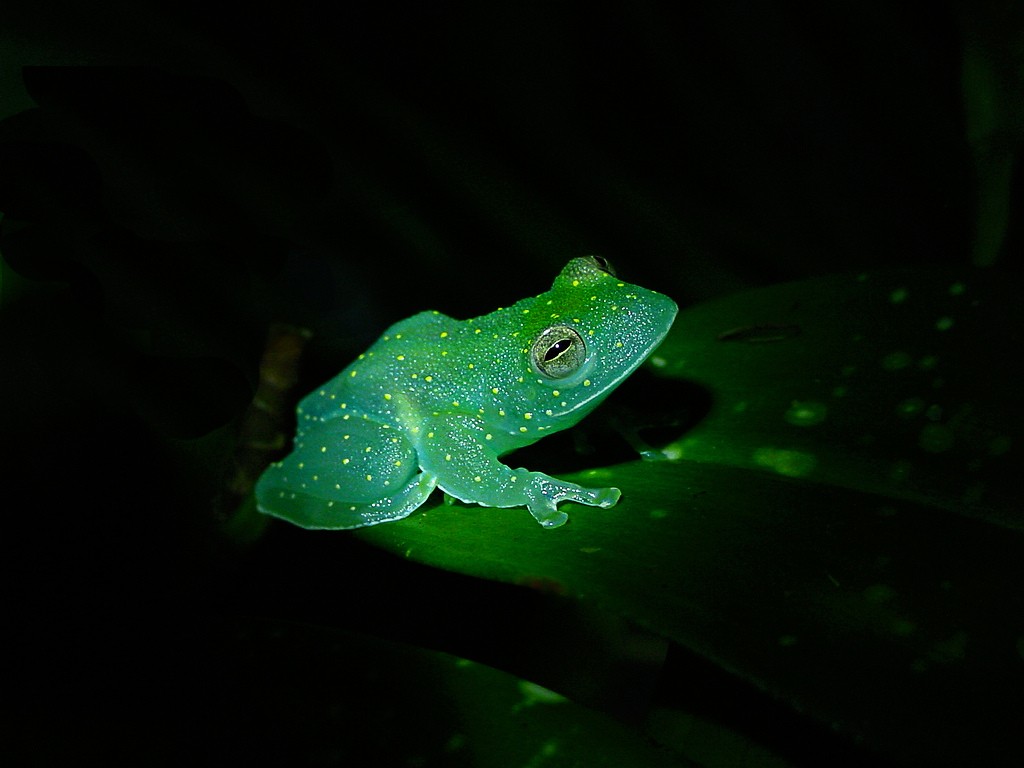 Dusty glass frog