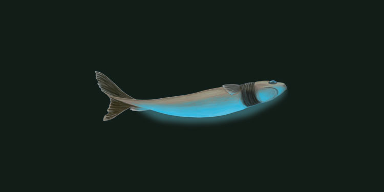 The Cookiecutter Shark
