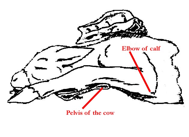 Calving