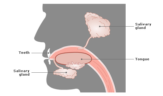 The six stages of digestion