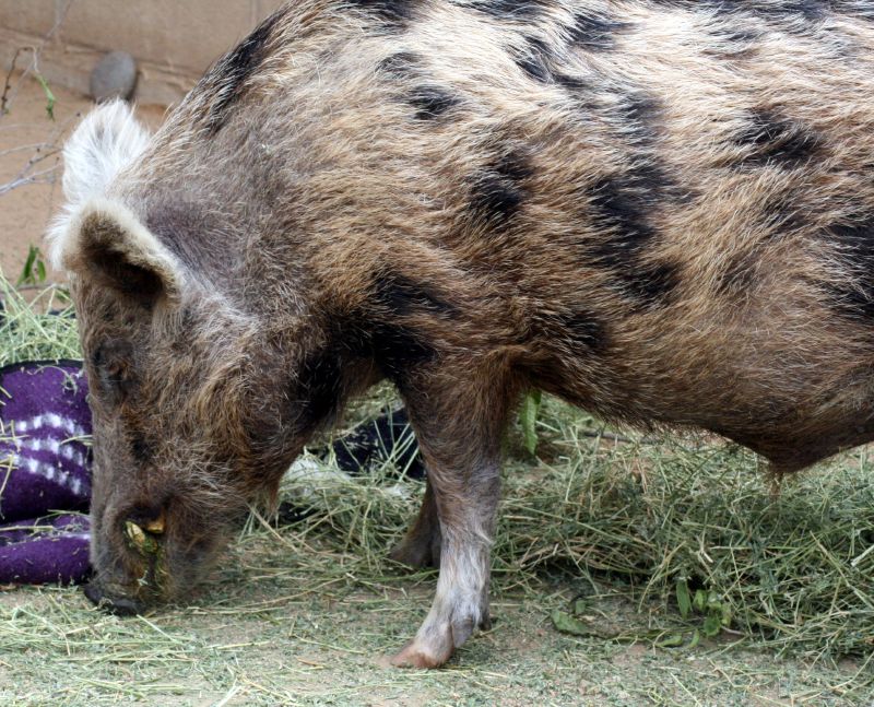 Ohio Invasive Species Public Service Announcement