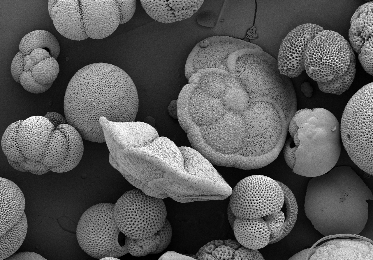 Microscopy of Radiolarians and Foraminiferans