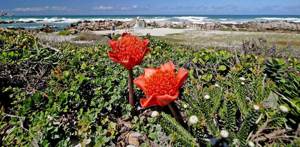 Cape Town , South Africa