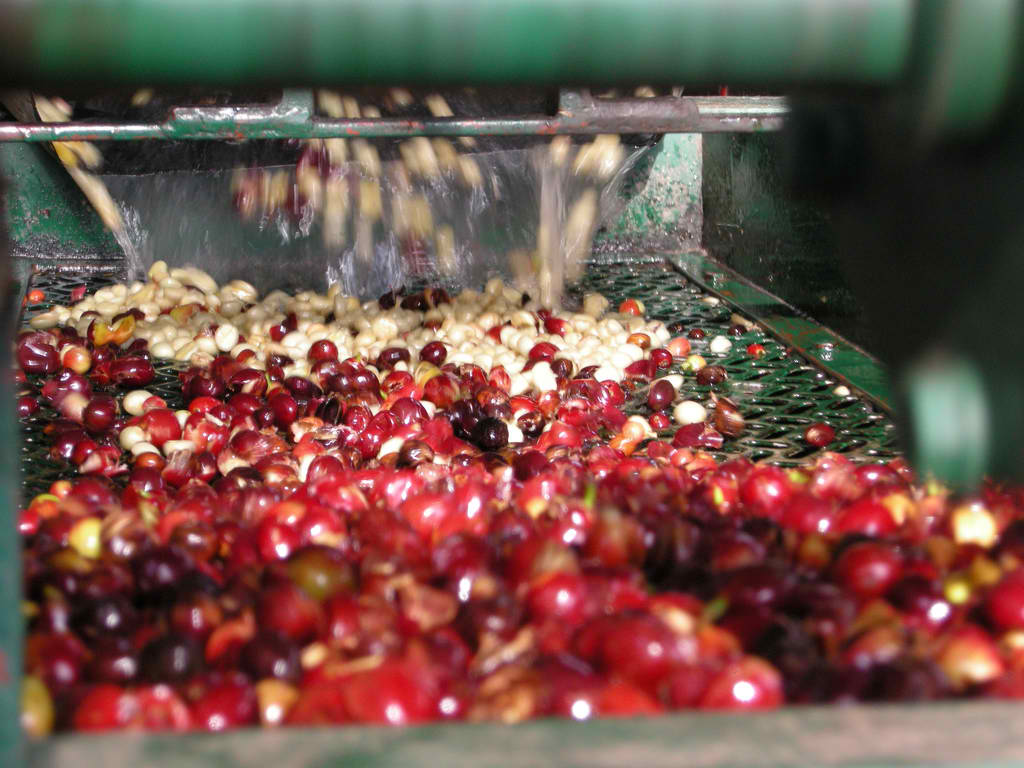 Pengolahan Kopi