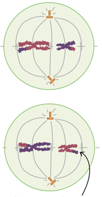 Meiosis I and II