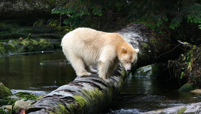 Touching Spirit Bear