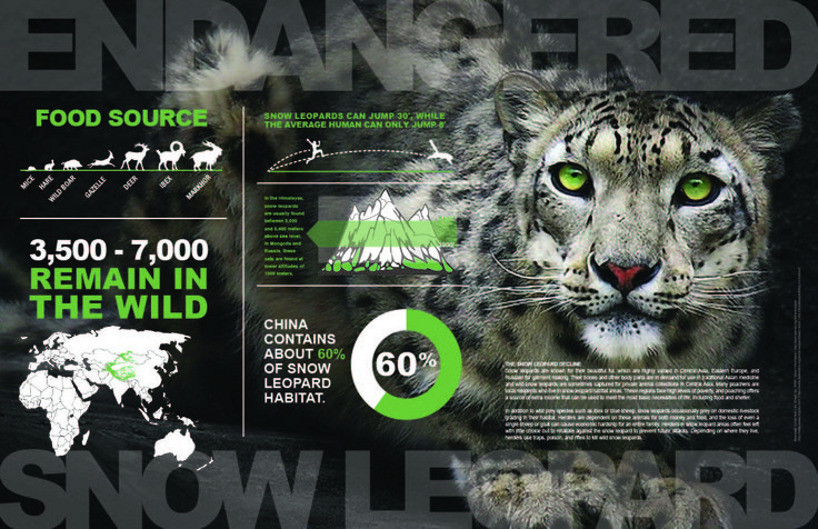 Snow Leopard