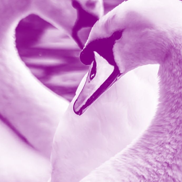 Purple Swan Photography