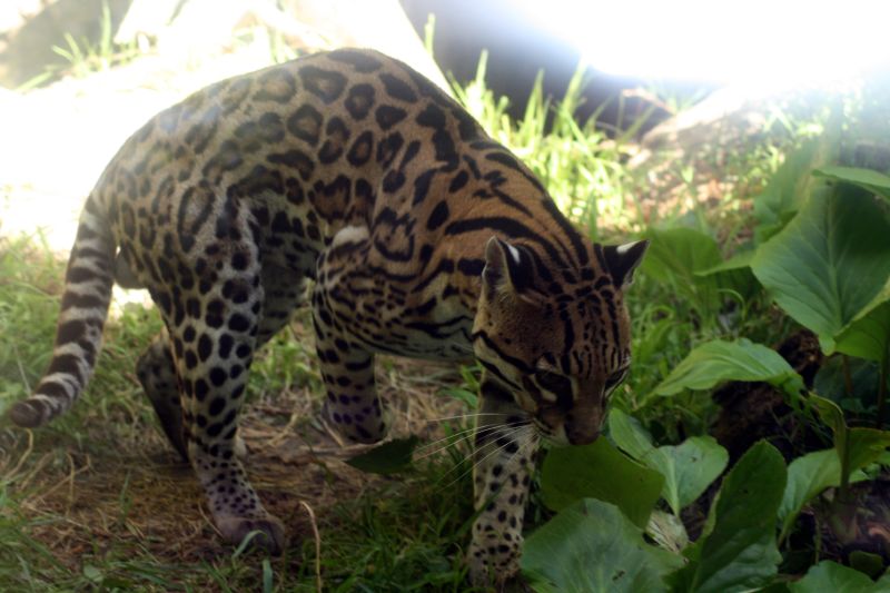 Ocelots