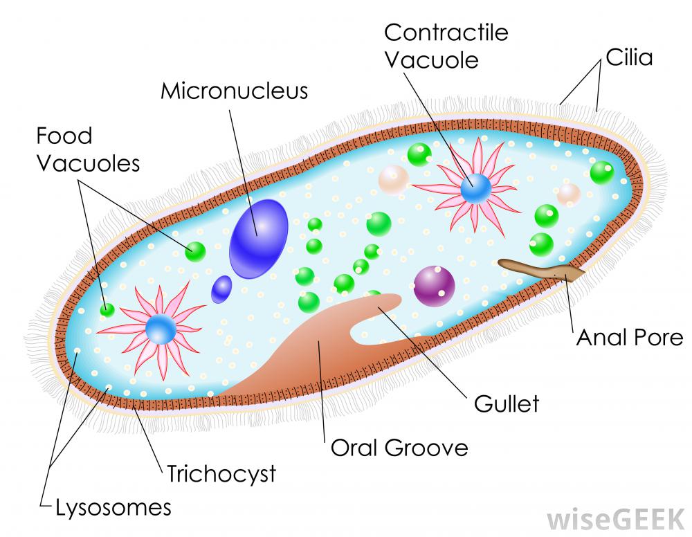 cell membrane function in paramecium